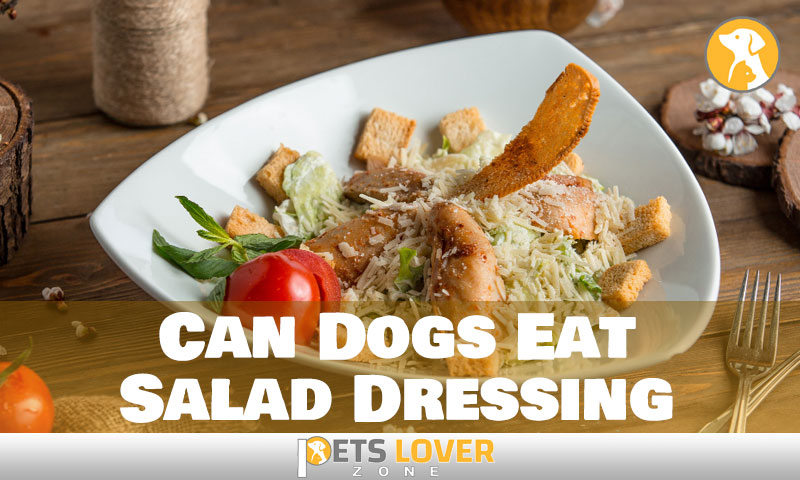 Guide to Can Dogs Eat Salad Dressing & Caesar Salad Dressing