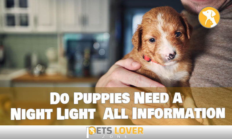 Do Puppies Need a Night Light? A Guide for Puppy Owners