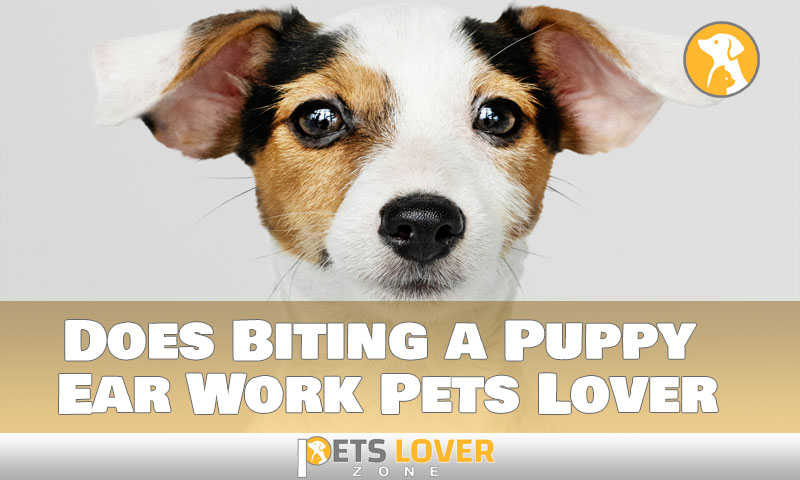 Does Biting a Puppy Ear Work as an Effective Training Method?