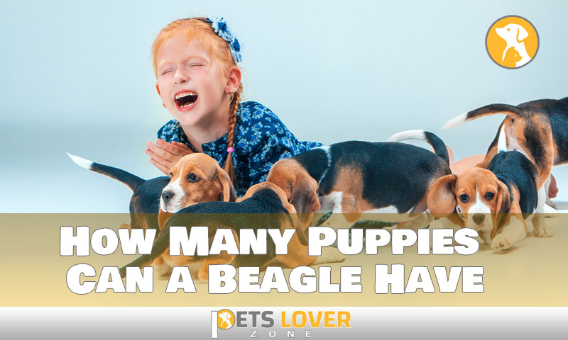 Discovering How Many Puppies Can a Beagle Have and Why