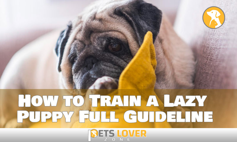 How to Train Your Lazy Puppy to Be an Active Dog