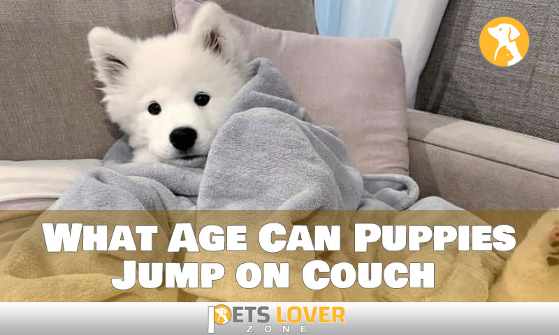 When Can Puppies Jump