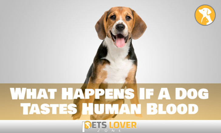What Happens If A Dog Tastes Human Blood And How To Stop It