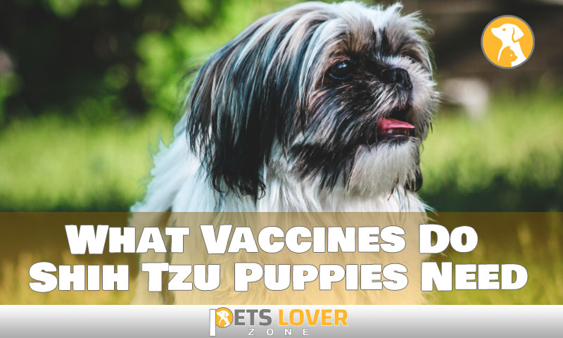 What Vaccines Do Shih Tzu Puppies Need? Essential Vaccinations!