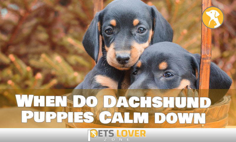 How Do You Calm A Dachshund Puppy
