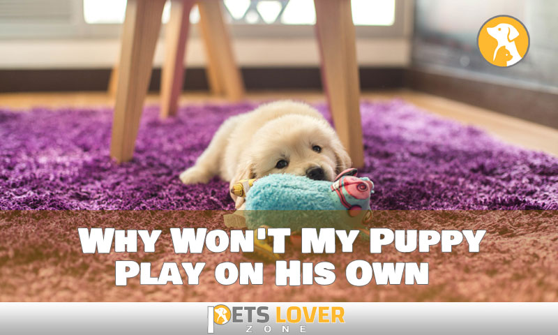 Why Won't My Puppy Play on His Own? Here's What To Do It