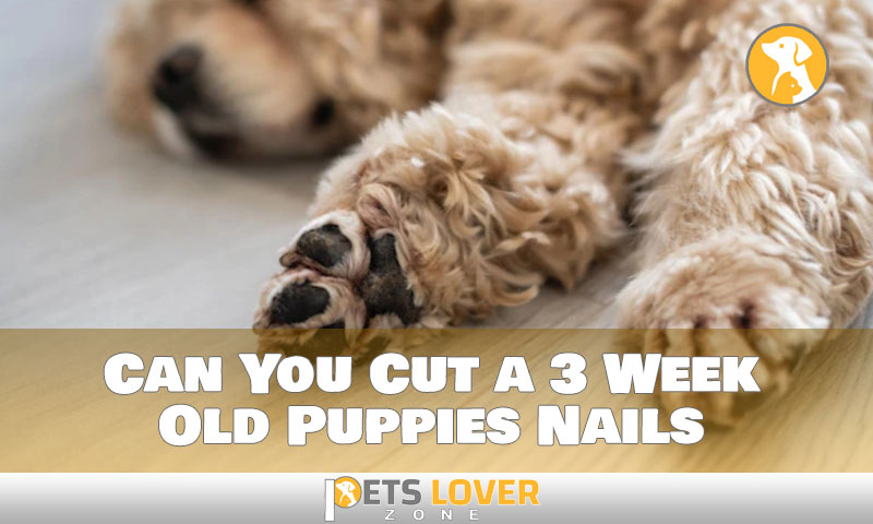 Can You Cut a 3 Week Old Puppies Nails & How to Cut Nails