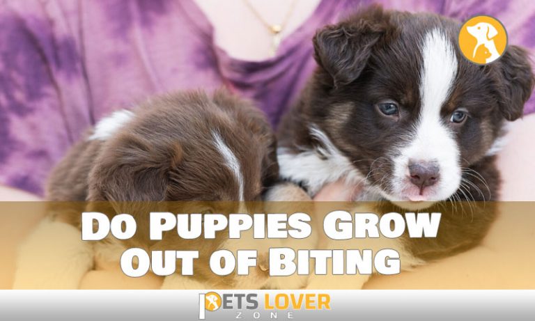 Puppy Biting – Do Puppies Grow Out of Biting?