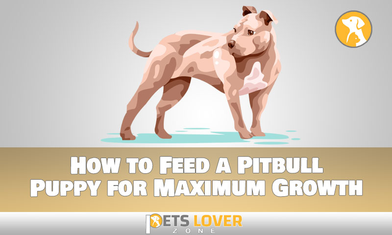 How to Feed a Pitbull Puppy for Maximum Growth Ultimately