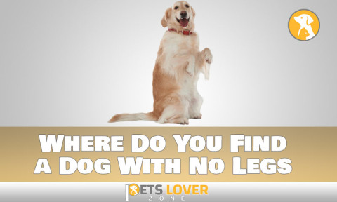 Finding A Dog With No Legs is Difficult, But Not Impossible!