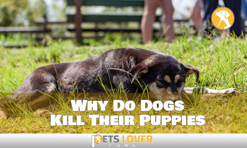Exploring the Tragic Phenomenon Why Do Dogs Kill Their Puppies