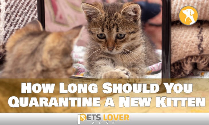 Exactly How Long Should You Quarantine a Kitten for Safety