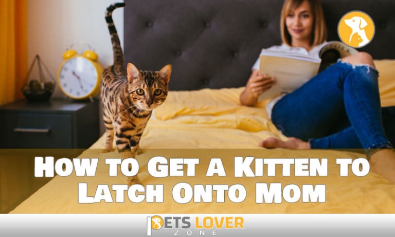 Techniques for Getting a Kitten to Latch Onto Mom the First Time