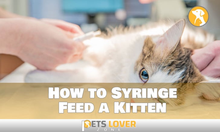 The Ultimate Guide to How to Syringe Feed a Kitten
