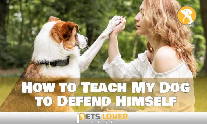 How to Teach Your Dog to Defend Himself from Any Danger