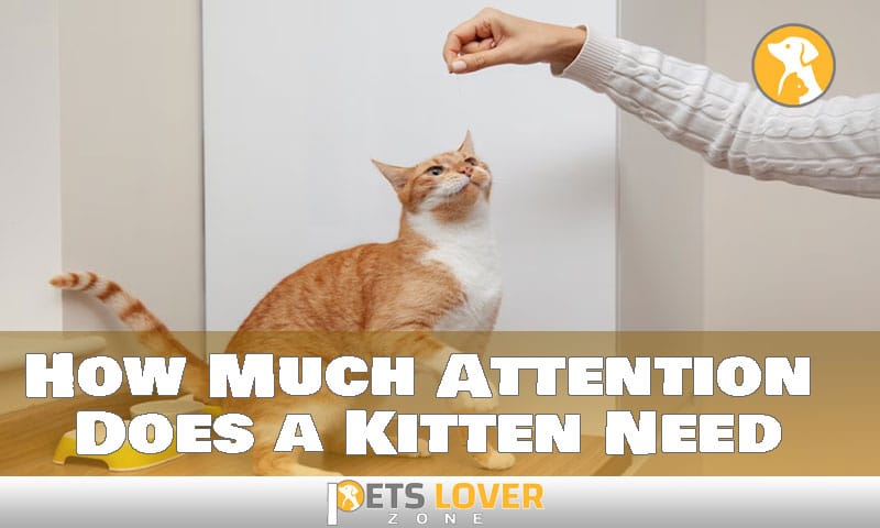 How Much Attention Does a Kitten Need For an Optimal Care