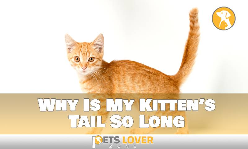Why Is My Kitten's Tail So Much Longer Than Other Cats?