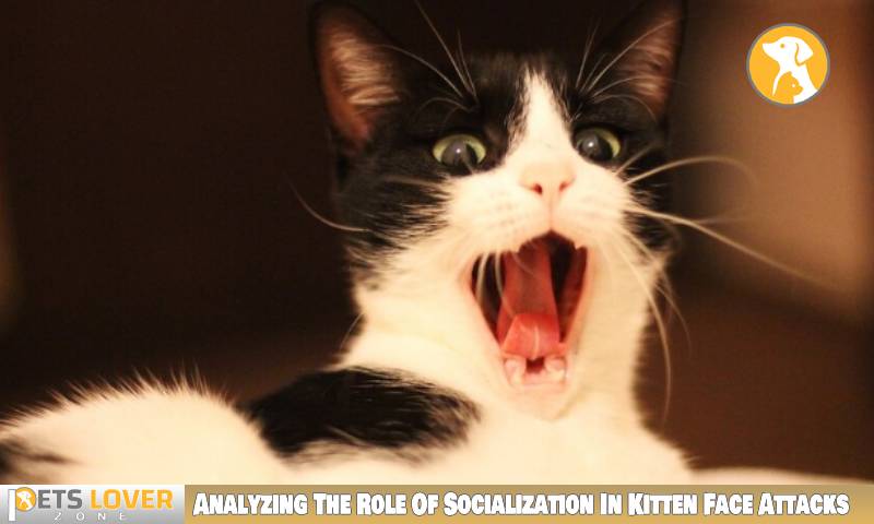 Expert Guide on Why Does Your Kitten Attack Your Face?