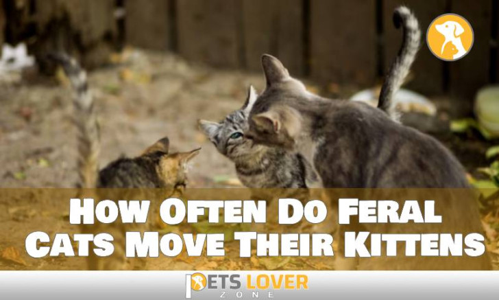 Finding How Often Do Feral Cats Move Their Adorable Kittens