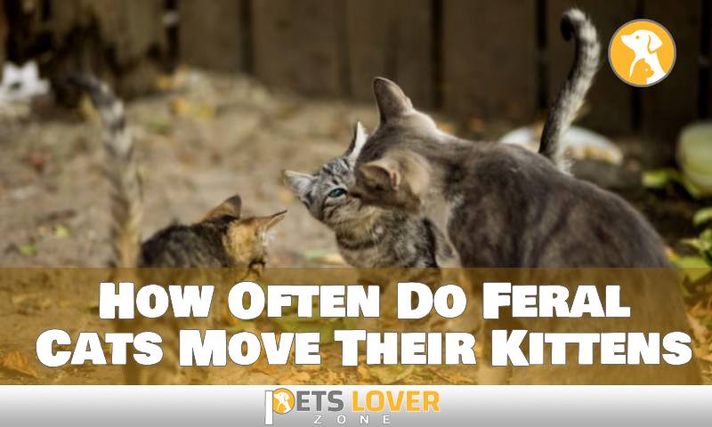 Finding How Often Do Feral Cats Move Their Adorable Kittens