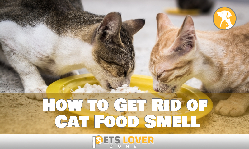 Proven Ways of How to Get Rid of Cat Food Smell
