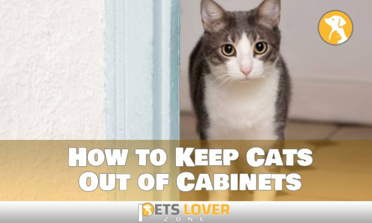 Unlock the Secrets to Keeping Your Cats Out of Cabinets