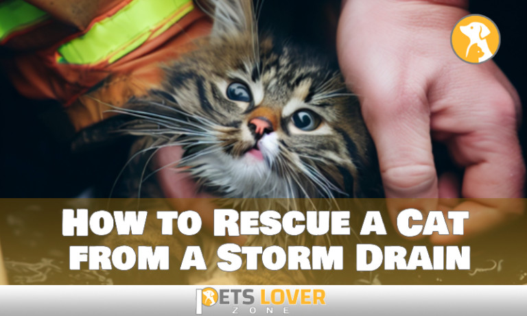Learn How to Rescue a Cat from a Storm Drain Successfully