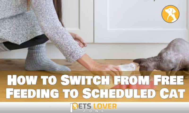 Switch Your Cat from Free Feeding to Scheduled Very Easily