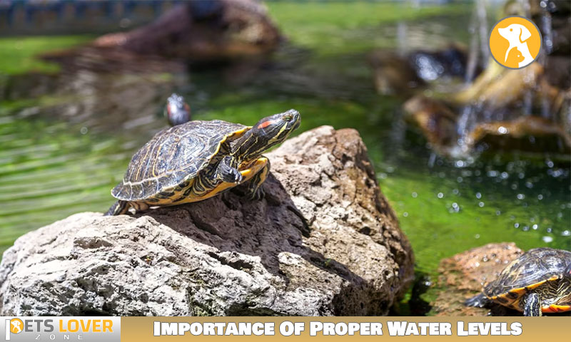 Expert Tips On How Much Water Should Be in Baby Turtle Tank