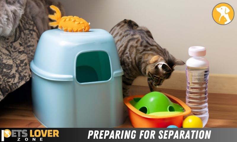 Ideal Timeframe to Separate Your Cats After Flea Treatment