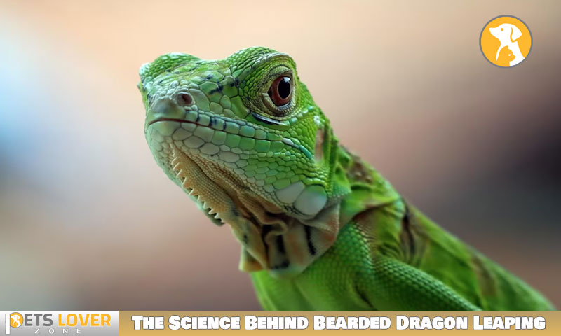 Exposing the Secret Of How High Can Bearded Dragons Jump