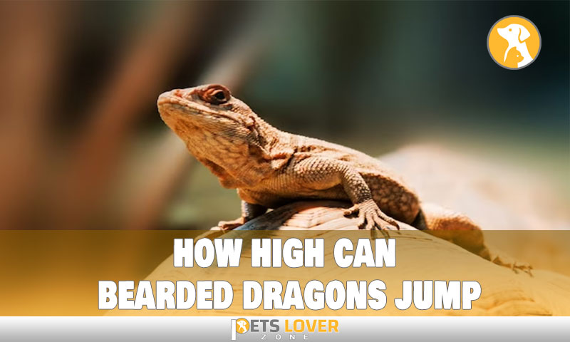 Exposing the Secret Of How High Can Bearded Dragons Jump