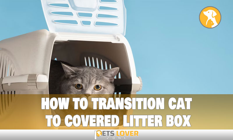 Hassle-free Steps to Transfer A Cat to A Covered Litter Box