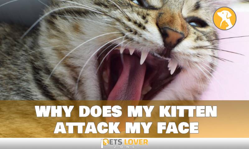 Expert Guide on Why Does Your Kitten Attack Your Face?