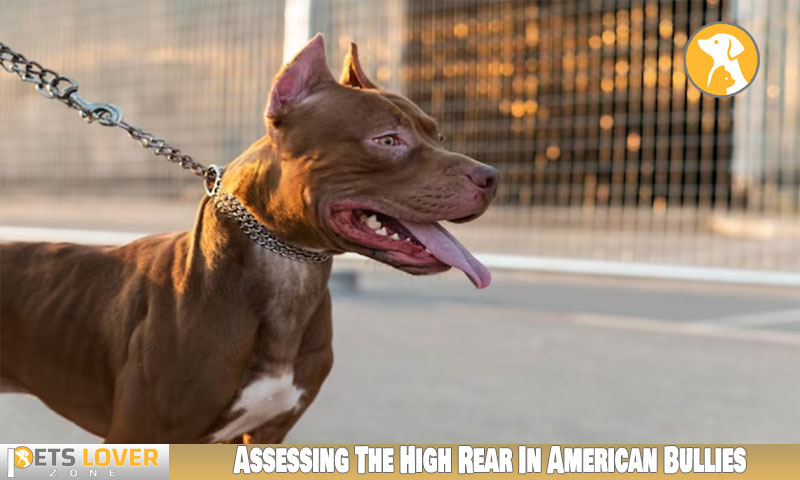How to Easily Fix High Rear in American Bully With Experts