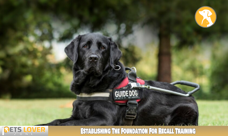 How to Master Recall Training With an E Collar Easily