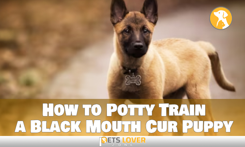 How to Master Potty Training for Your Black Mouth Cur Puppy