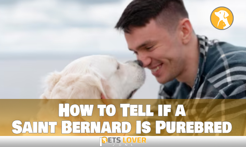 Discover How to Tell if a Saint Bernard is Truly Purebred