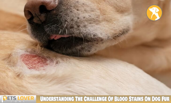 Ultimate Guide for How to Get Stubborn Blood Out of Dog Fur