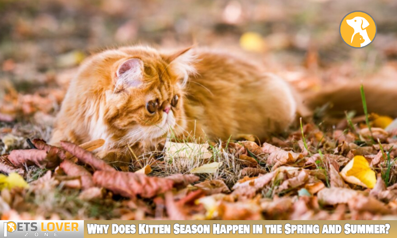 Exactly When Is Kitten Season in Ohio and What to Expect