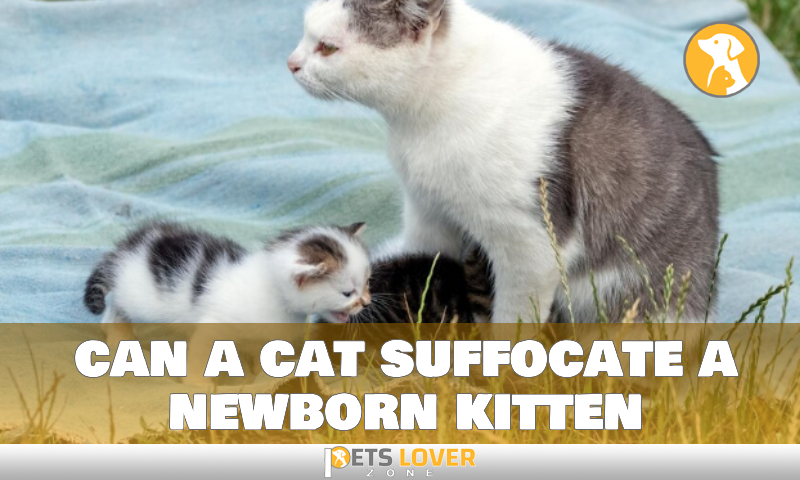 Signs Your Cat May Suffocate a Kitten and What to Do