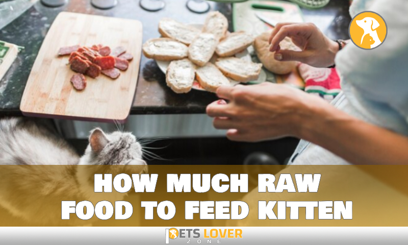 How Much Raw Food to Feed Kitten for Proper Growth
