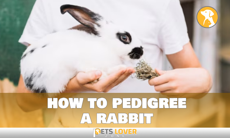 How to Pedigree a Rabbit & Creating A Breeding Plan