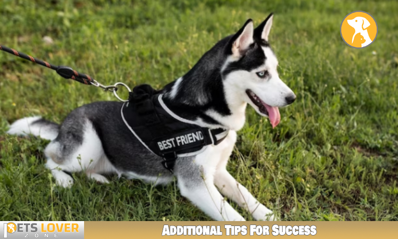 How to Easily Stop Husky From Play Biting: Ultimate Training