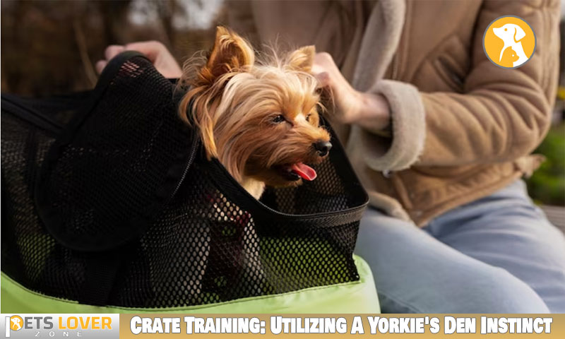 Find How to Perfectly Stop a Yorkie From Peeing in the House
