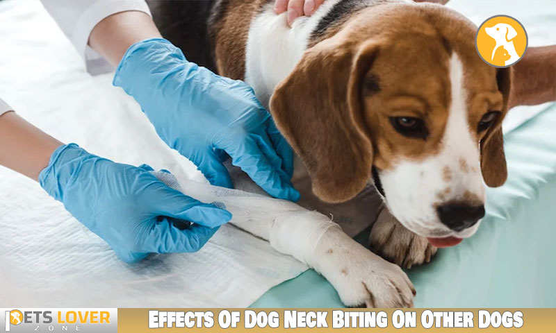 How to Successfully Stop Dog From Biting Other Dogs’ Necks