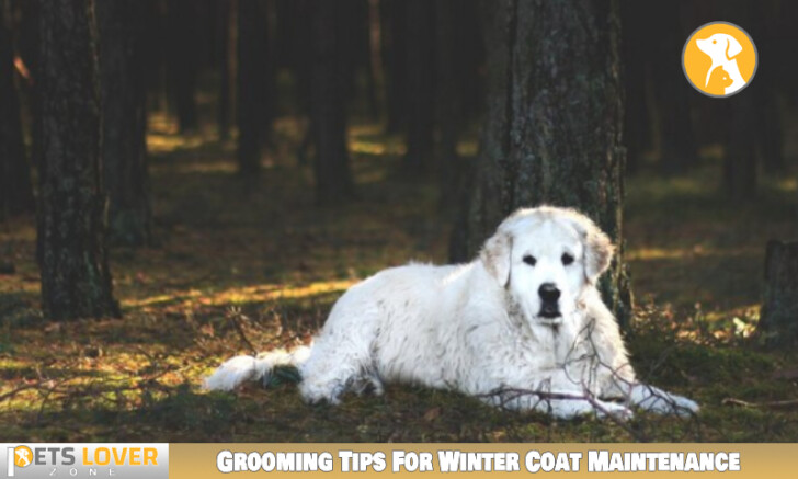 How Cold Can Great Pyrenees Handle: Winter Survival Solution