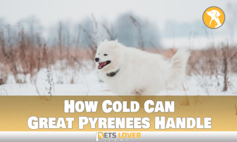 How Cold Can Great Pyrenees Handle: Winter Survival Solution