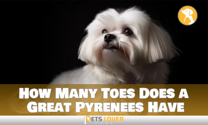 How Many Toes Does a Great Pyrenees Have: Find the Truth