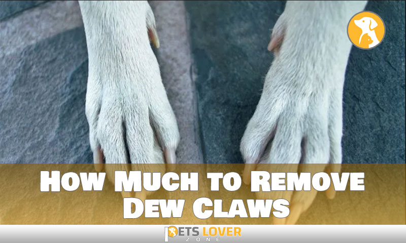 How Much Does It Cost to Remove Dew Claws: Expert Insights